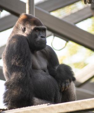 Western Lowland Gorilla | Columbus Zoo and Aquarium